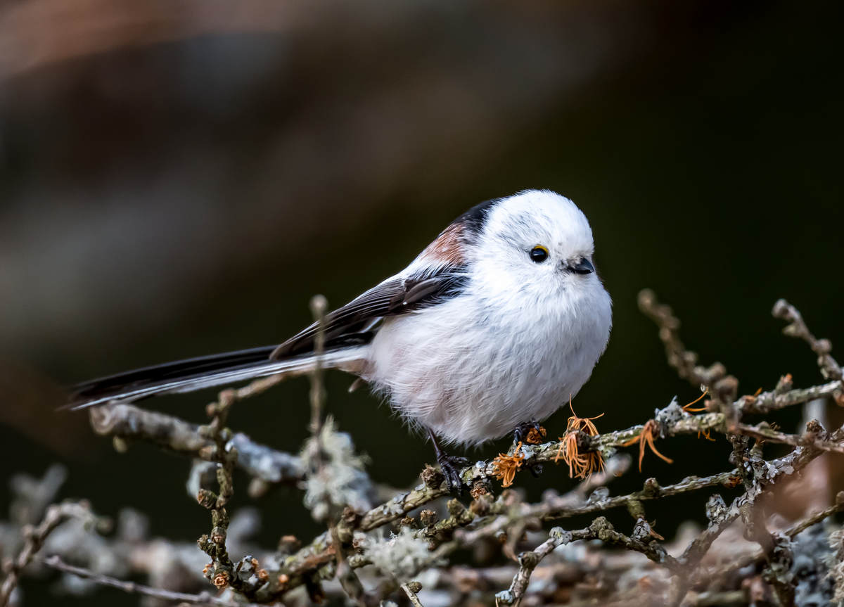 Long-tailed Tit on Hokkaido - 10,000 Birds