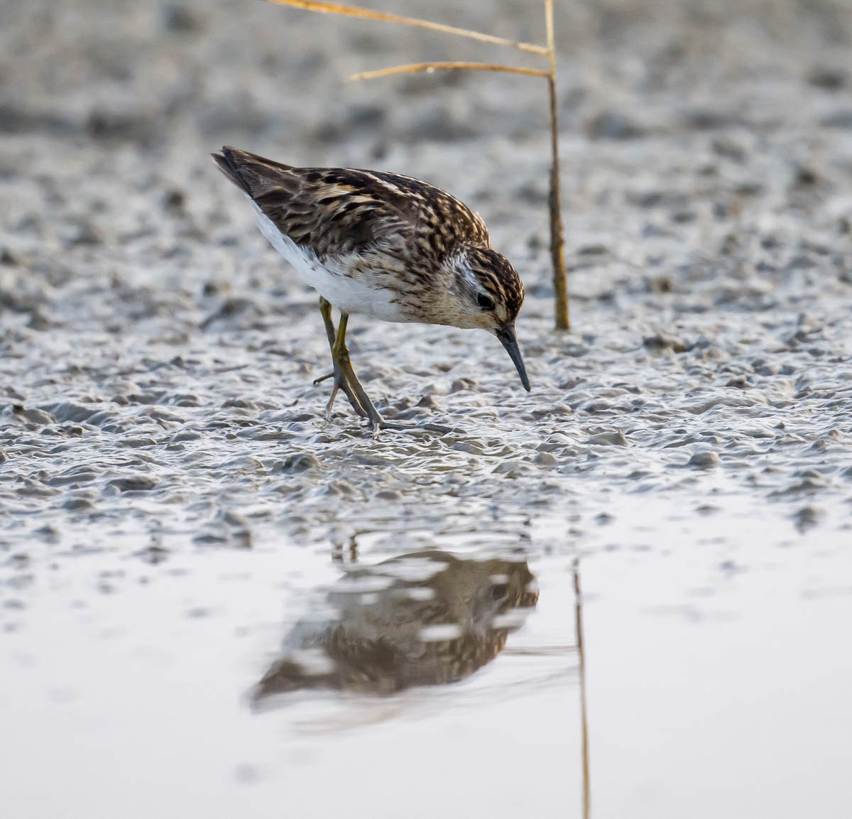 Return of the Waders - 10,000 Birds
