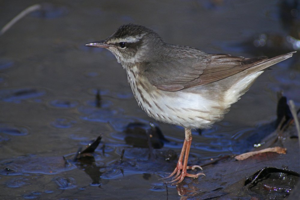 Louisiana Waterthrush Photo Gallery - 10,000 Birds