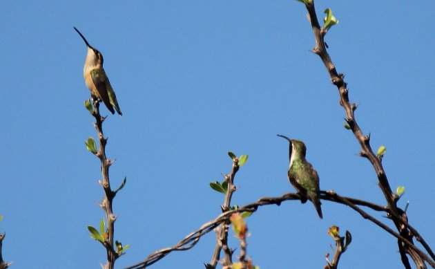 My many hummingbirds - 10,000 Birds