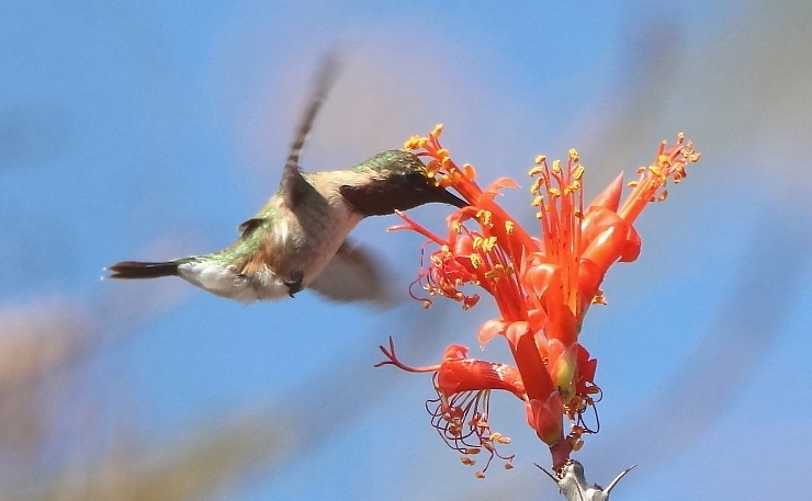 The Devil in the Details - 10,000 Birds