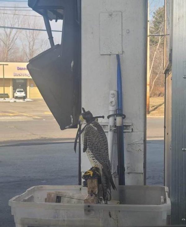The Gas Station Bird - 10,000 Birds