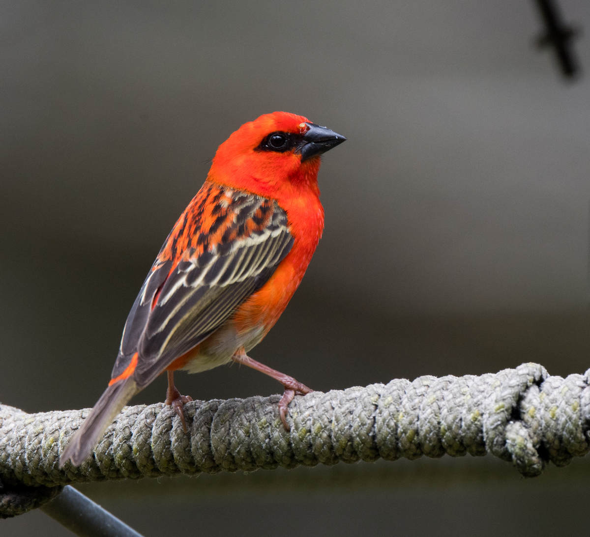 A few hours of birding on Mauritius Island - 10,000 Birds