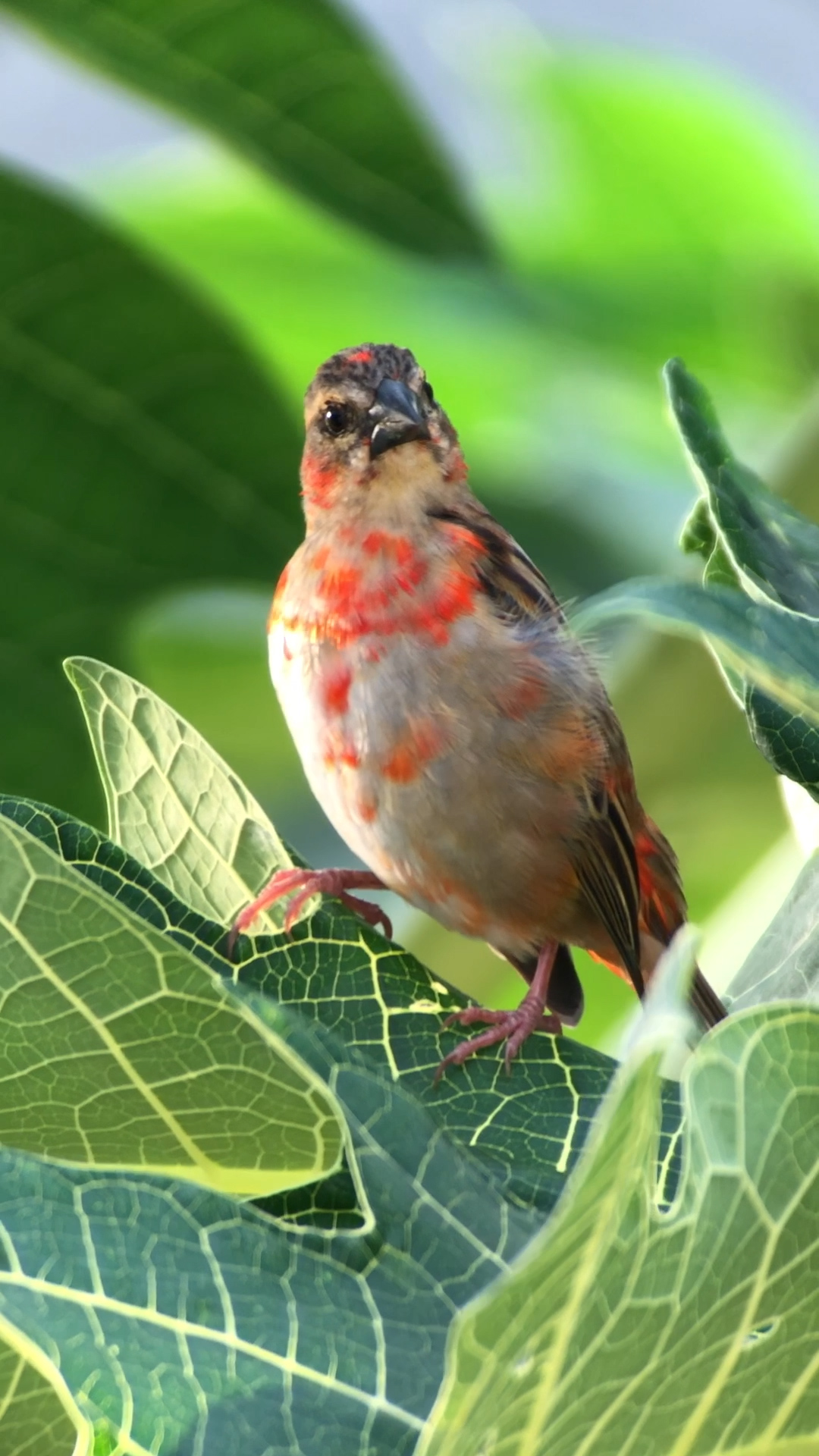 A guide to the birds of St Helena and Ascension Island - An archetype ...
