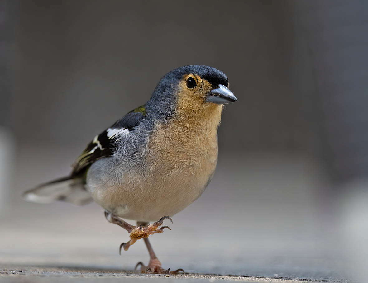 Islands in the Sun - 10,000 Birds