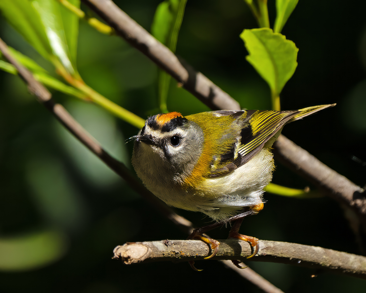 Islands in the Sun - 10,000 Birds