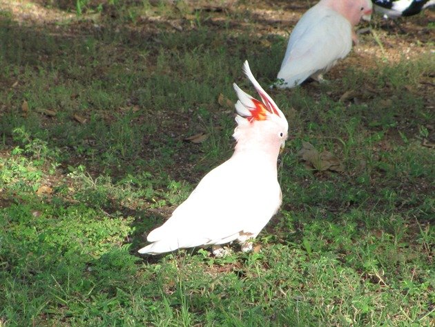 Major Mitchell’s Cockatoos - 10,000 Birds