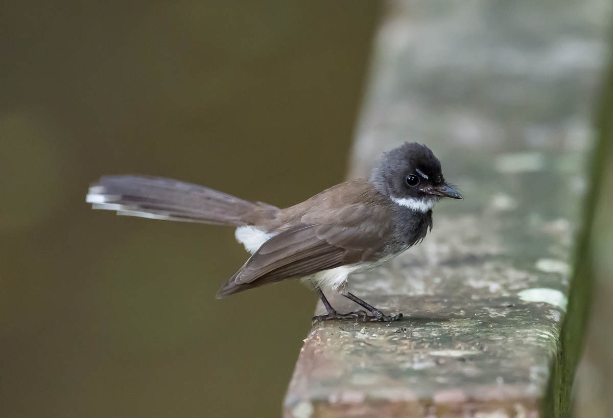 Birding Sepilok, Borneo (Part 3) - 10,000 Birds