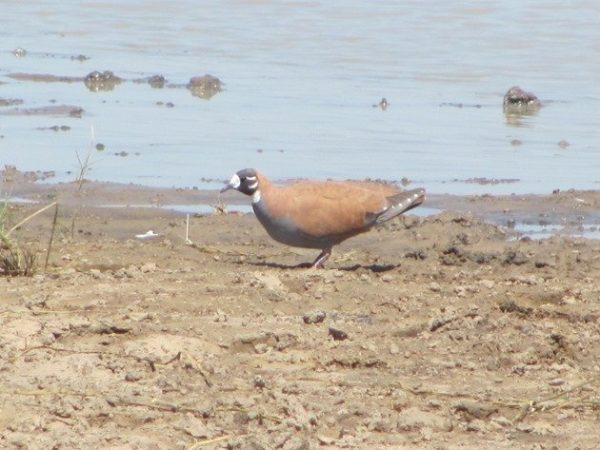 Flock Bronzewings - 10,000 Birds