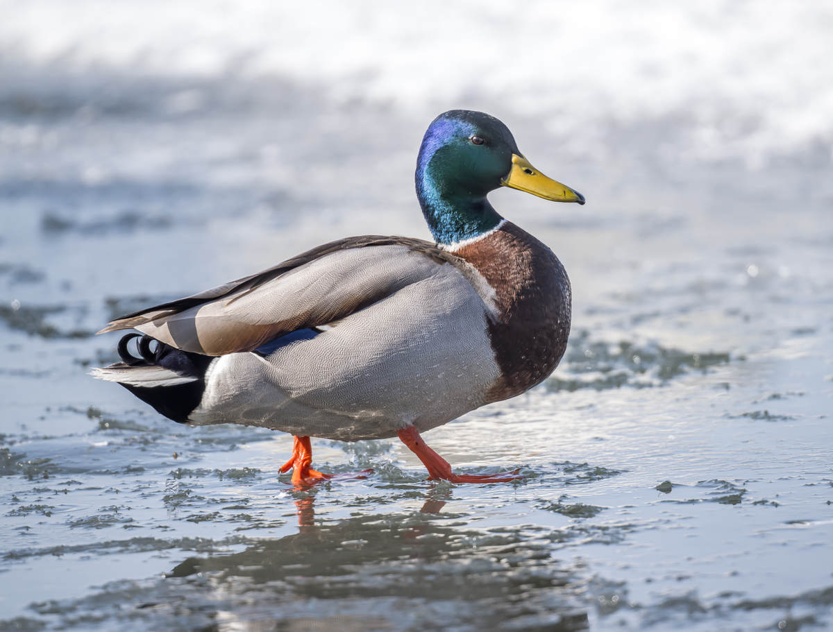 Some Hokkaido Ducks in Winter - 10,000 Birds