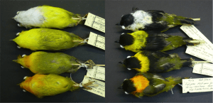 Vote Now for Awesome Ornithology Projects! - 10,000 Birds