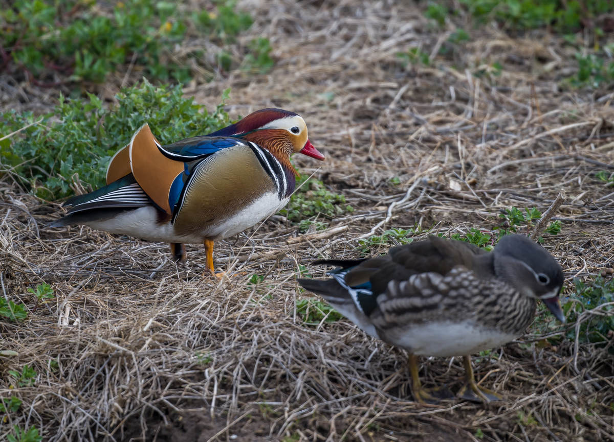 The Mandarin Duck - 10,000 Birds