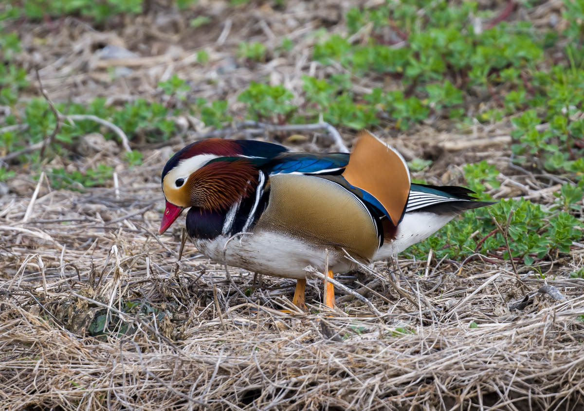 The Mandarin Duck - 10,000 Birds