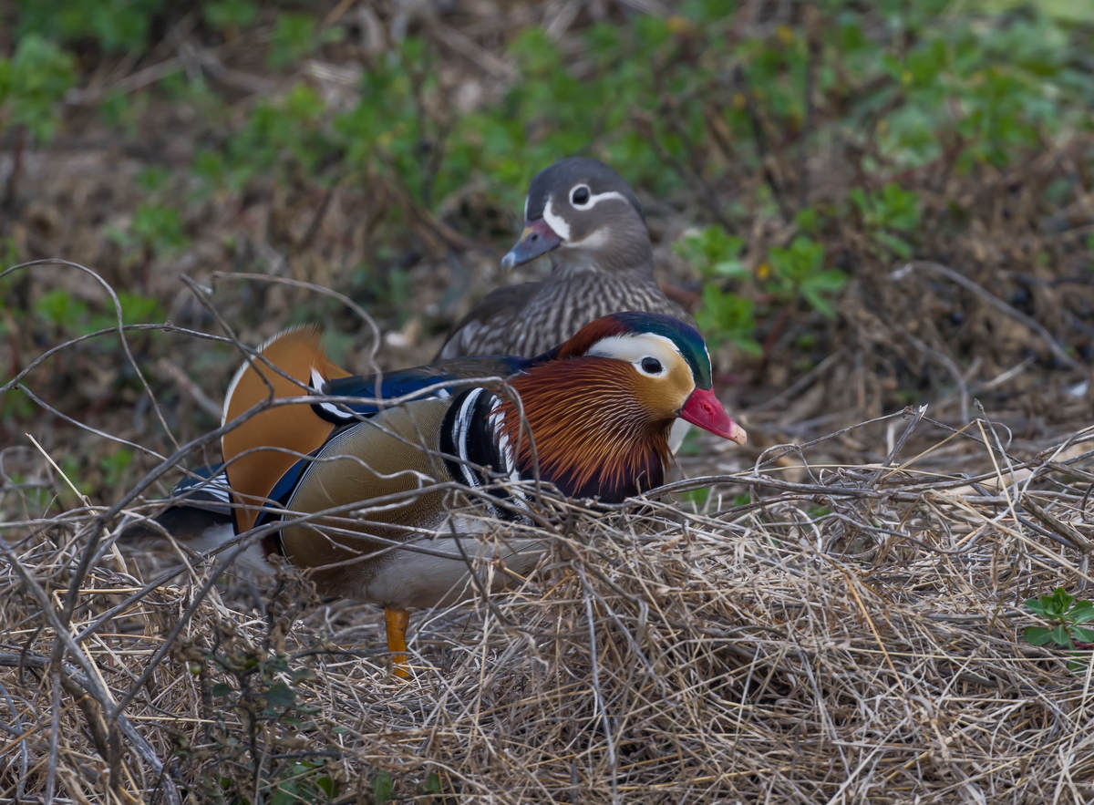 The Mandarin Duck - 10,000 Birds
