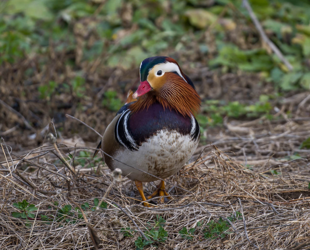 The Mandarin Duck - 10,000 Birds