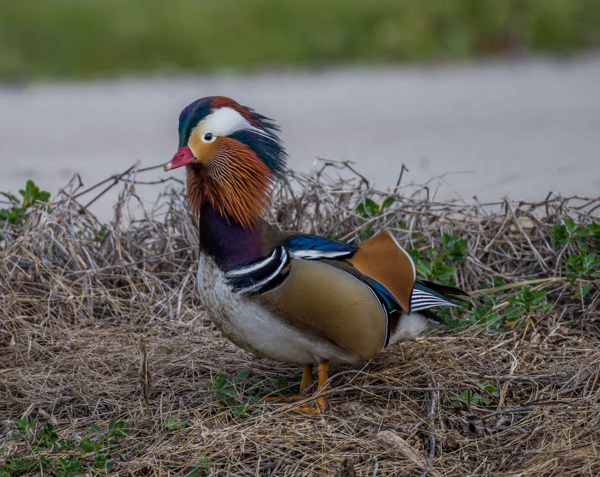 The Mandarin Duck - 10,000 Birds