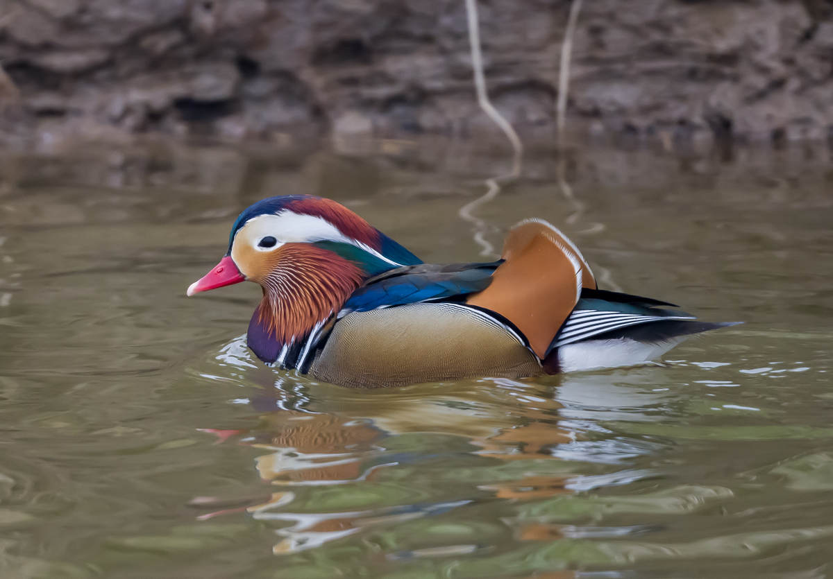 The Mandarin Duck - 10,000 Birds