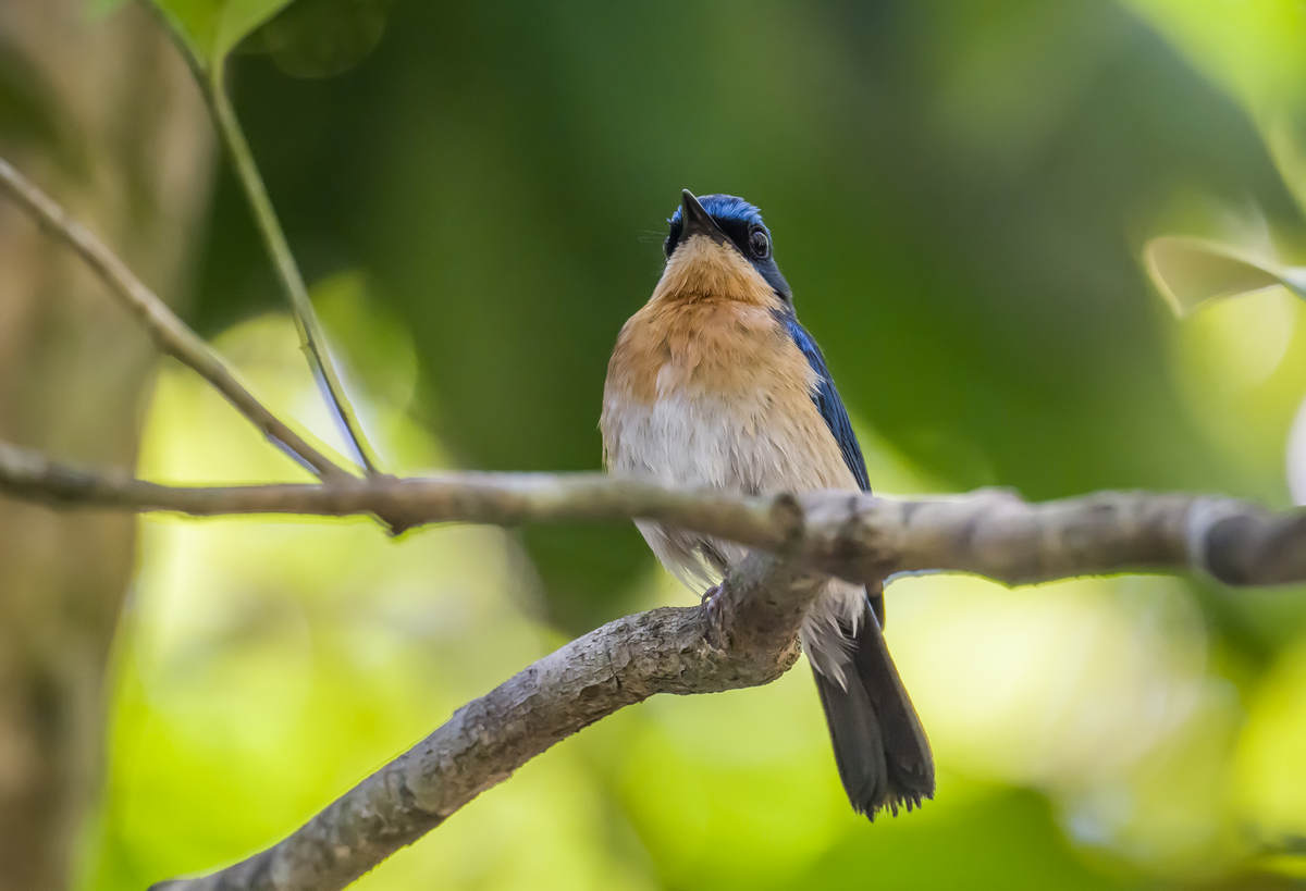 Birding Sukau, Sabah, Borneo - 10,000 Birds
