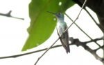 15 Hummingbirds that Can Only Be Seen in or Near Costa Rica - 10,000 Birds