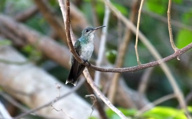 A Hummingbird Quest in Costa Rica - 10,000 Birds