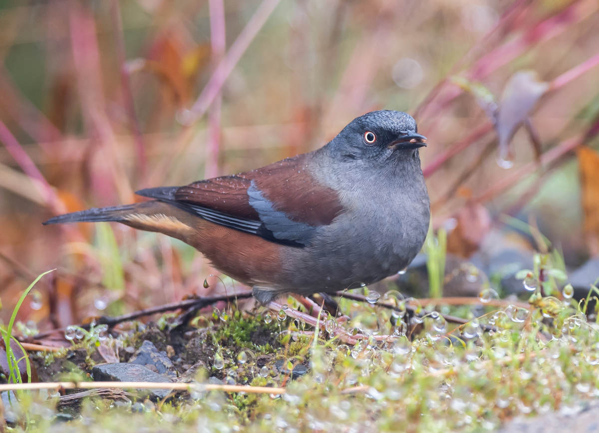 Birding Longcanggou, Sichuan - 10,000 Birds