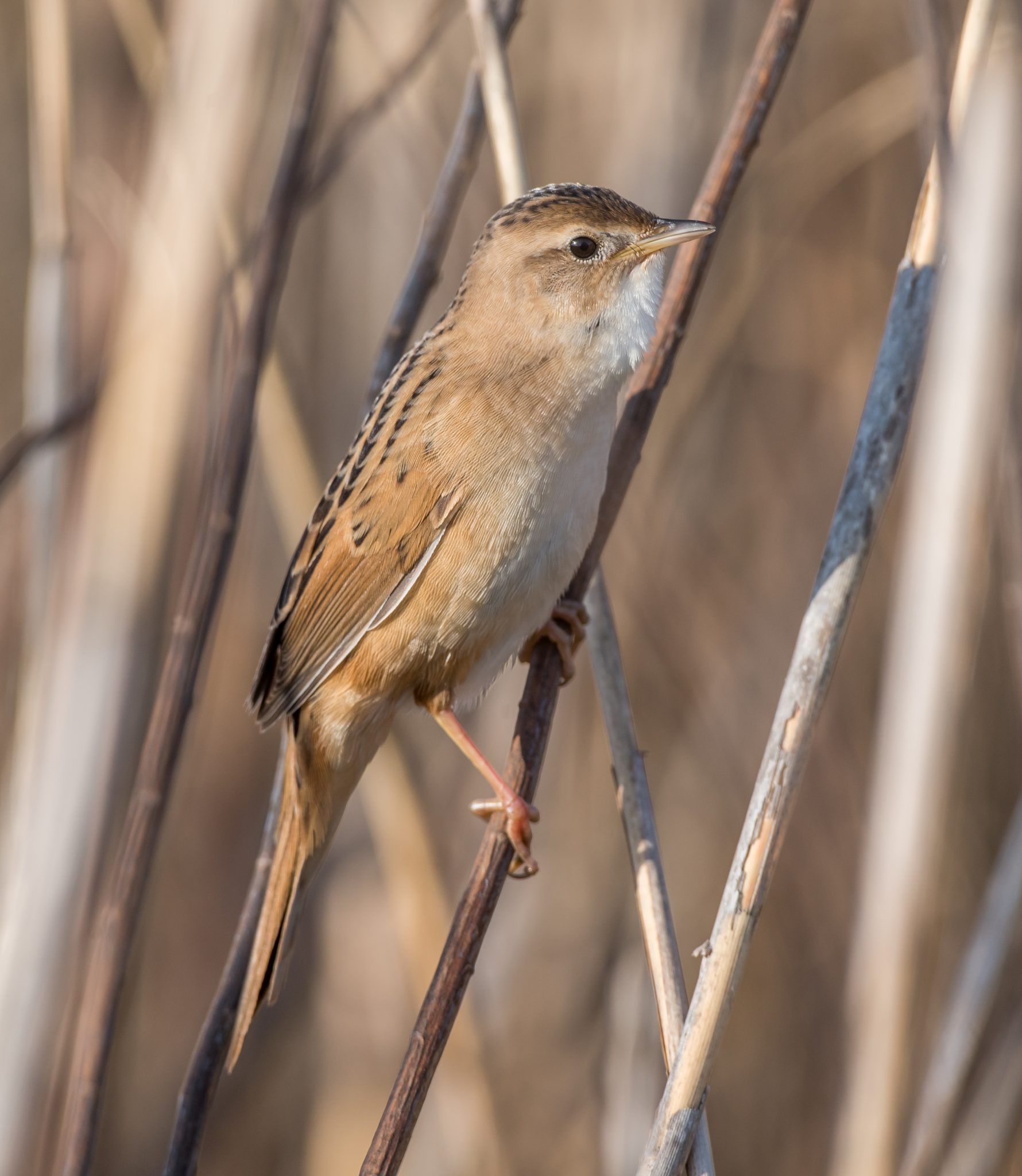 Nanhui, Shanghai in early spring 2020 - 10,000 Birds