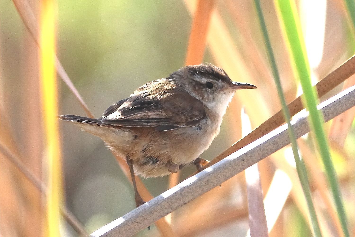 Famous Flamingos - 10,000 Birds