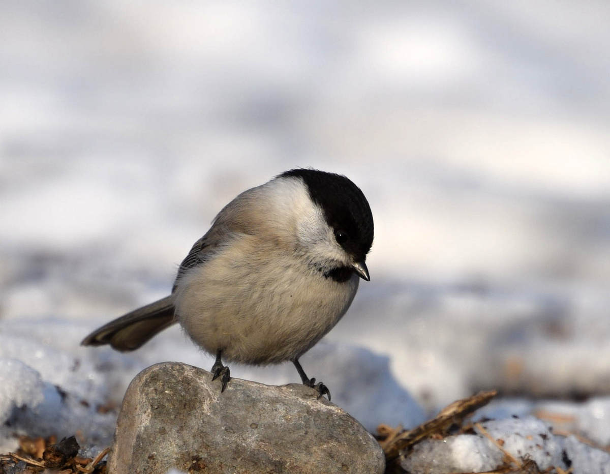 Birding Inner Mongolia - 10,000 Birds