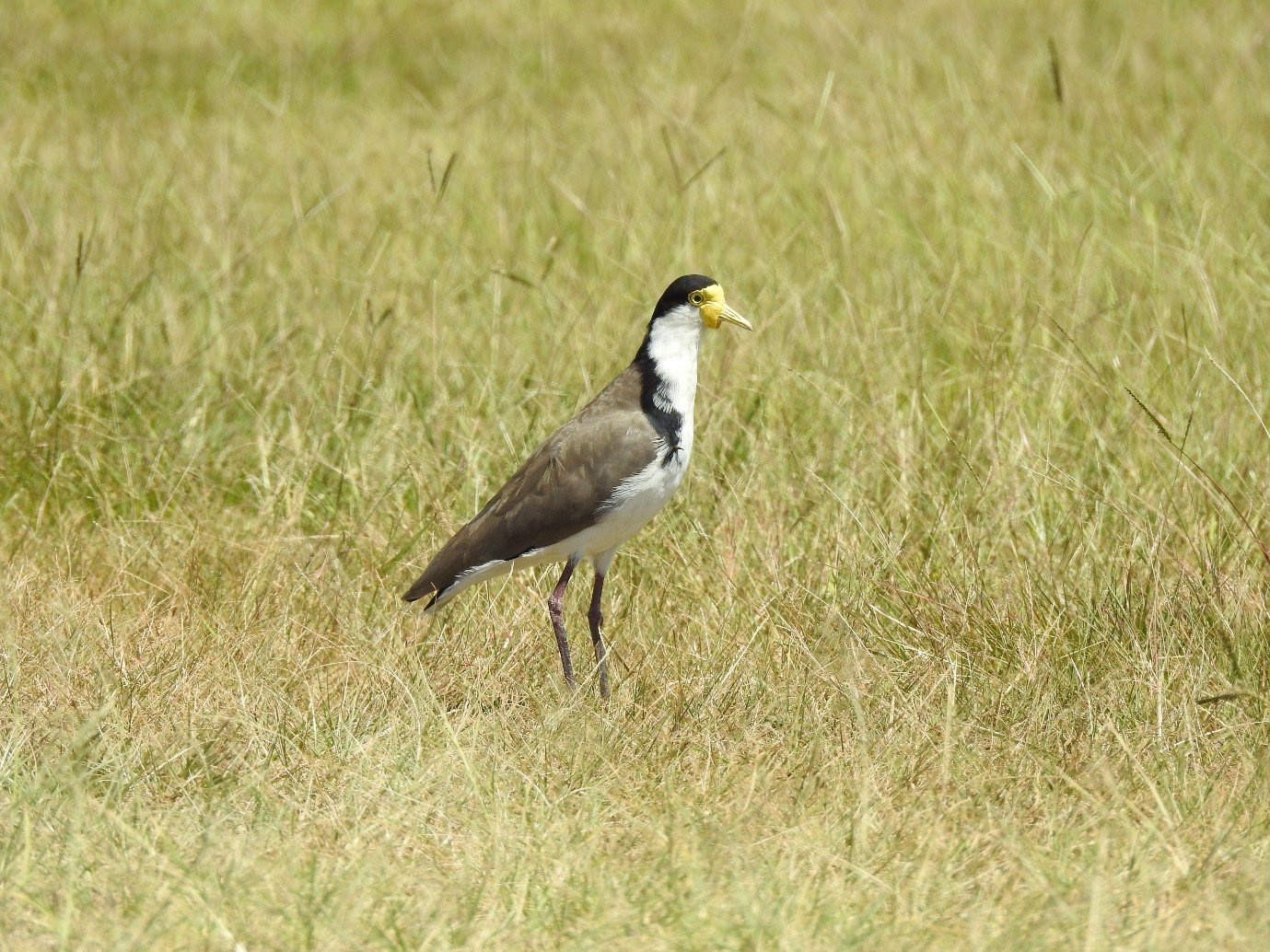 Zone of Happiness Birding - 10,000 Birds