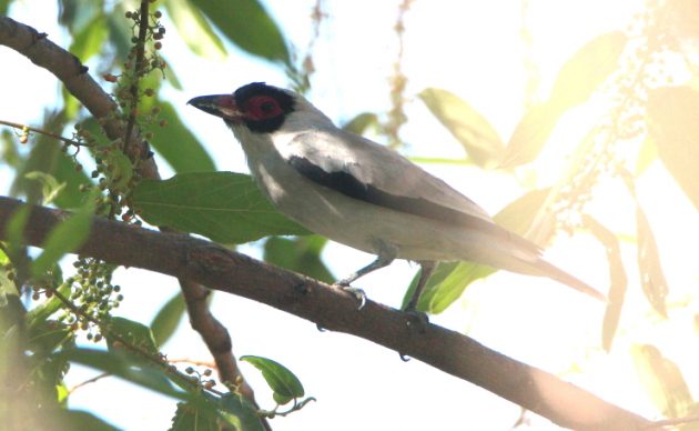 Stairway to Heaven - 10,000 Birds