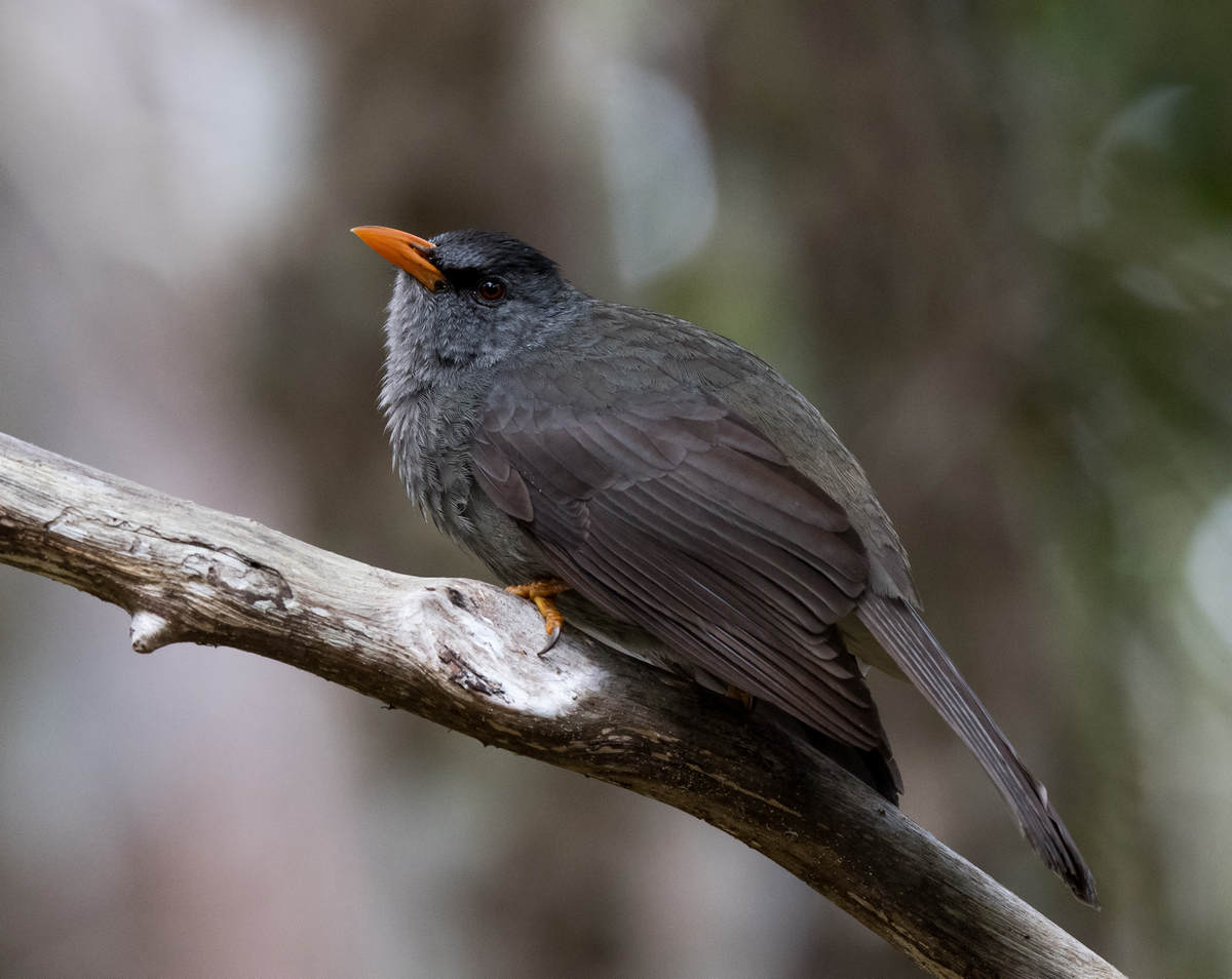 A few hours of birding on Mauritius Island - 10,000 Birds