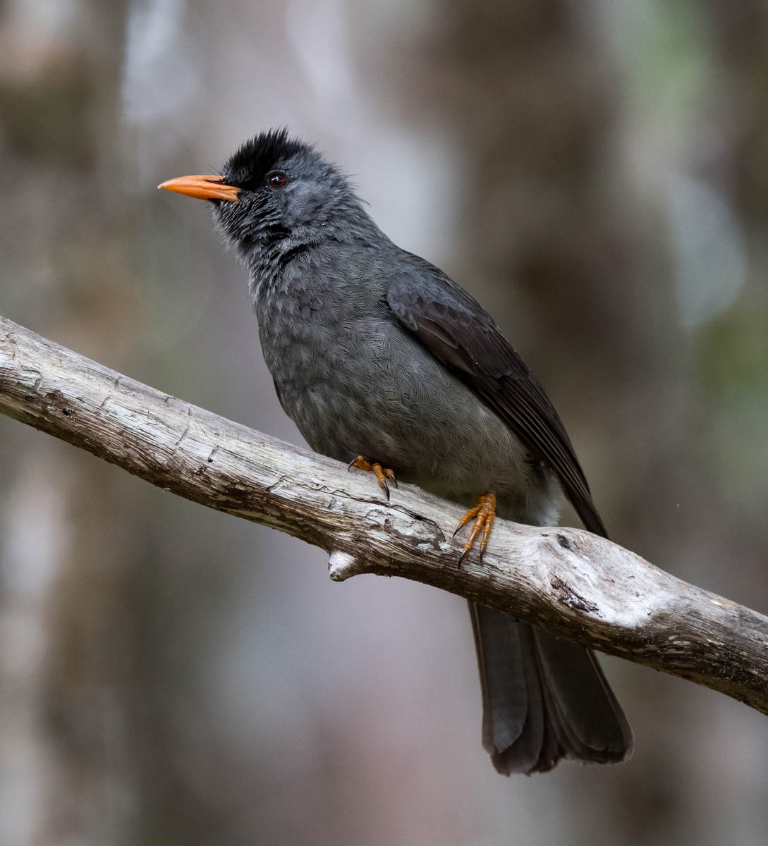 A few hours of birding on Mauritius Island - 10,000 Birds