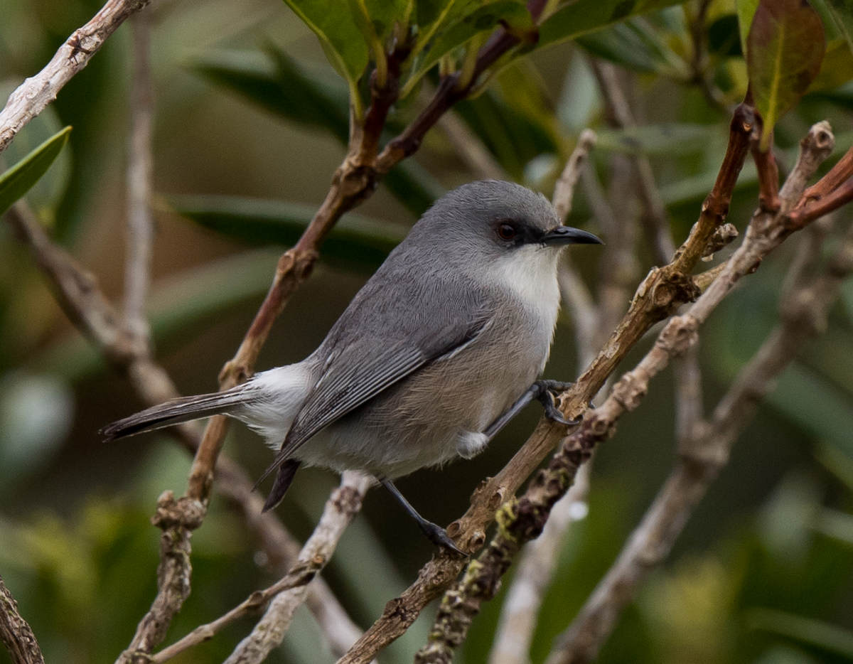 A few hours of birding on Mauritius Island - 10,000 Birds