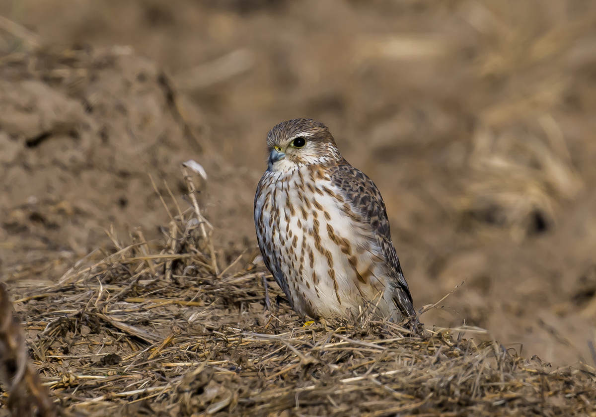 Birding Shanghai in January 2024 - 10,000 Birds