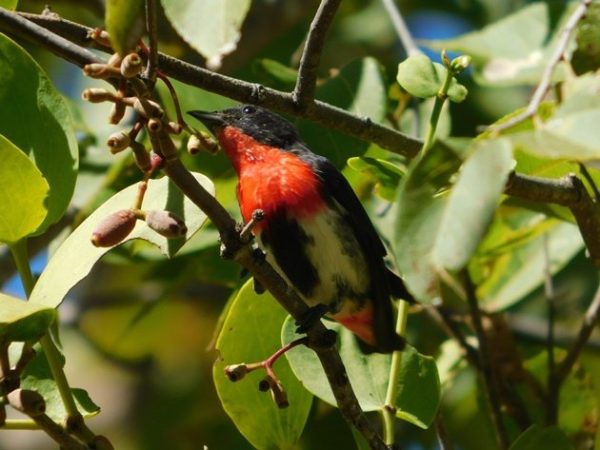 Mistletoebird - 10,000 Birds