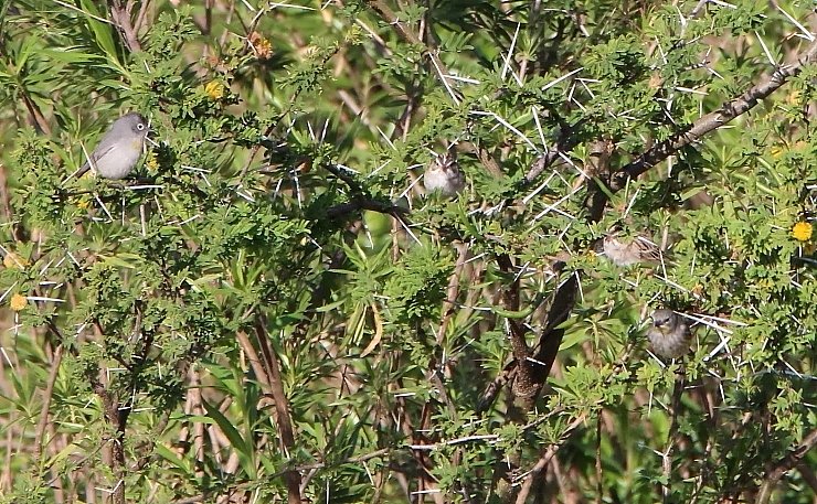 The Thorn Birds - 10,000 Birds