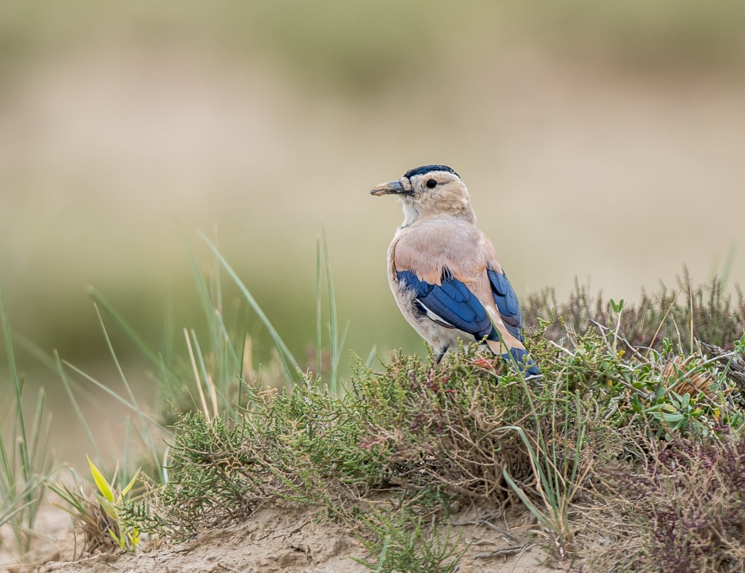 Birding around Chaka, Qinghai, China - 10,000 Birds