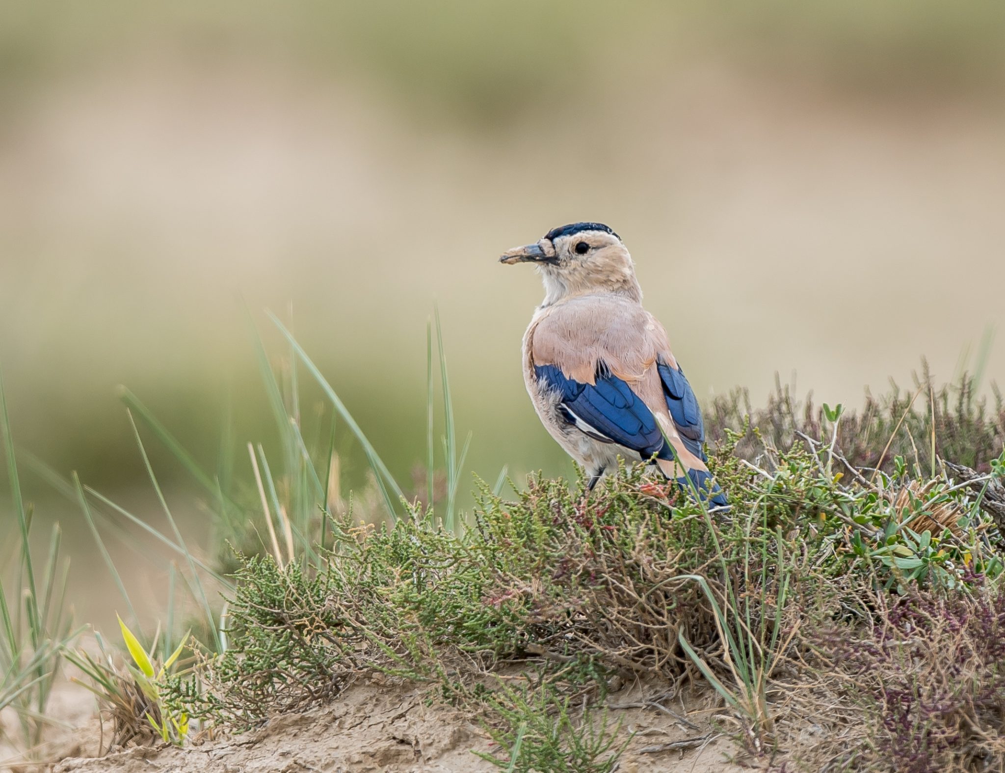 Birding around Chaka, Qinghai, China - 10,000 Birds