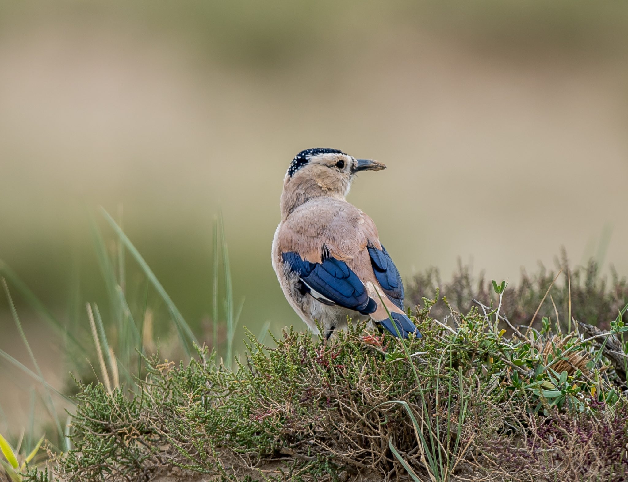 Birding around Chaka, Qinghai, China - 10,000 Birds