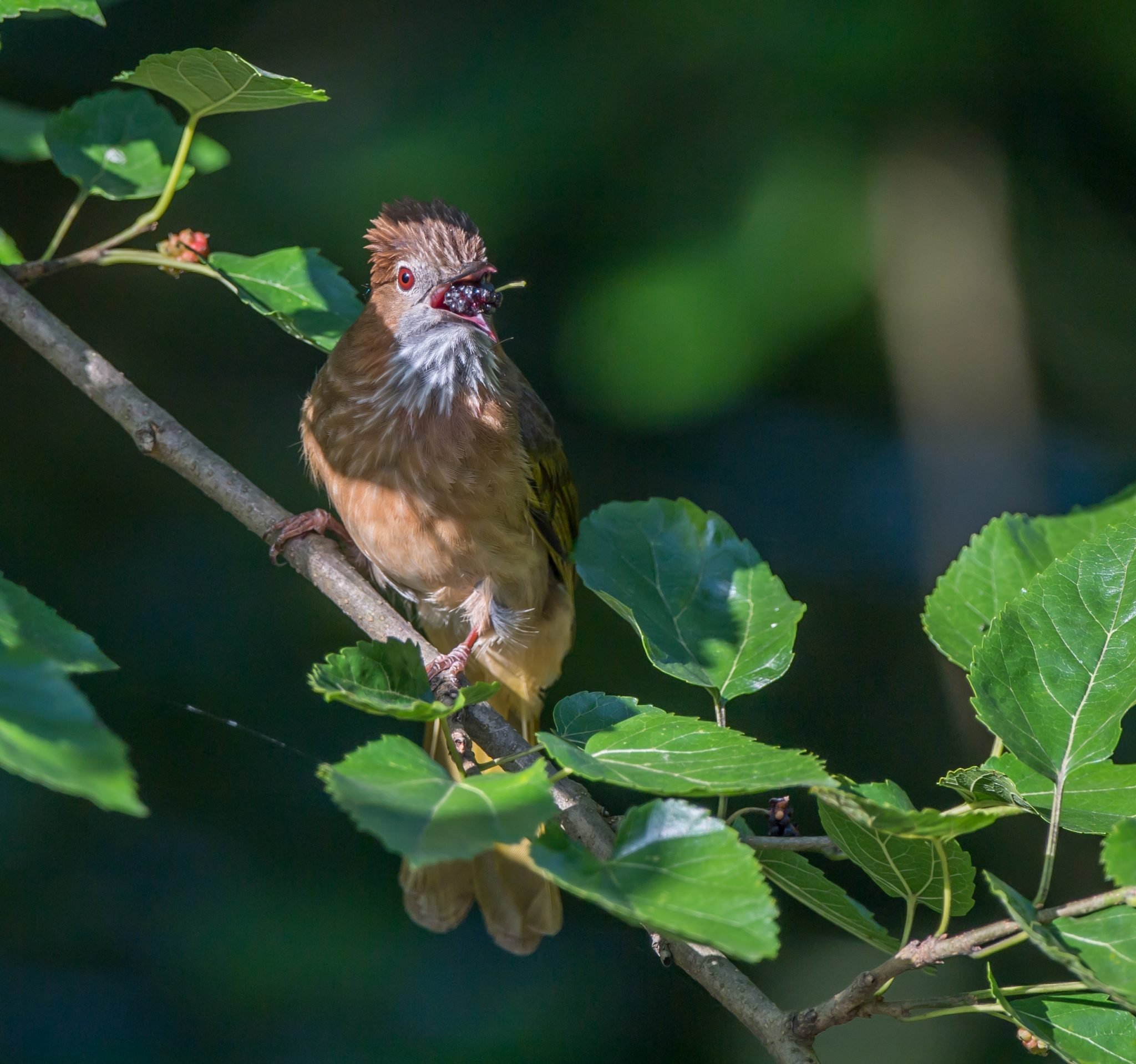 Tianmushan or Birding a Mulberry Tree - 10,000 Birds