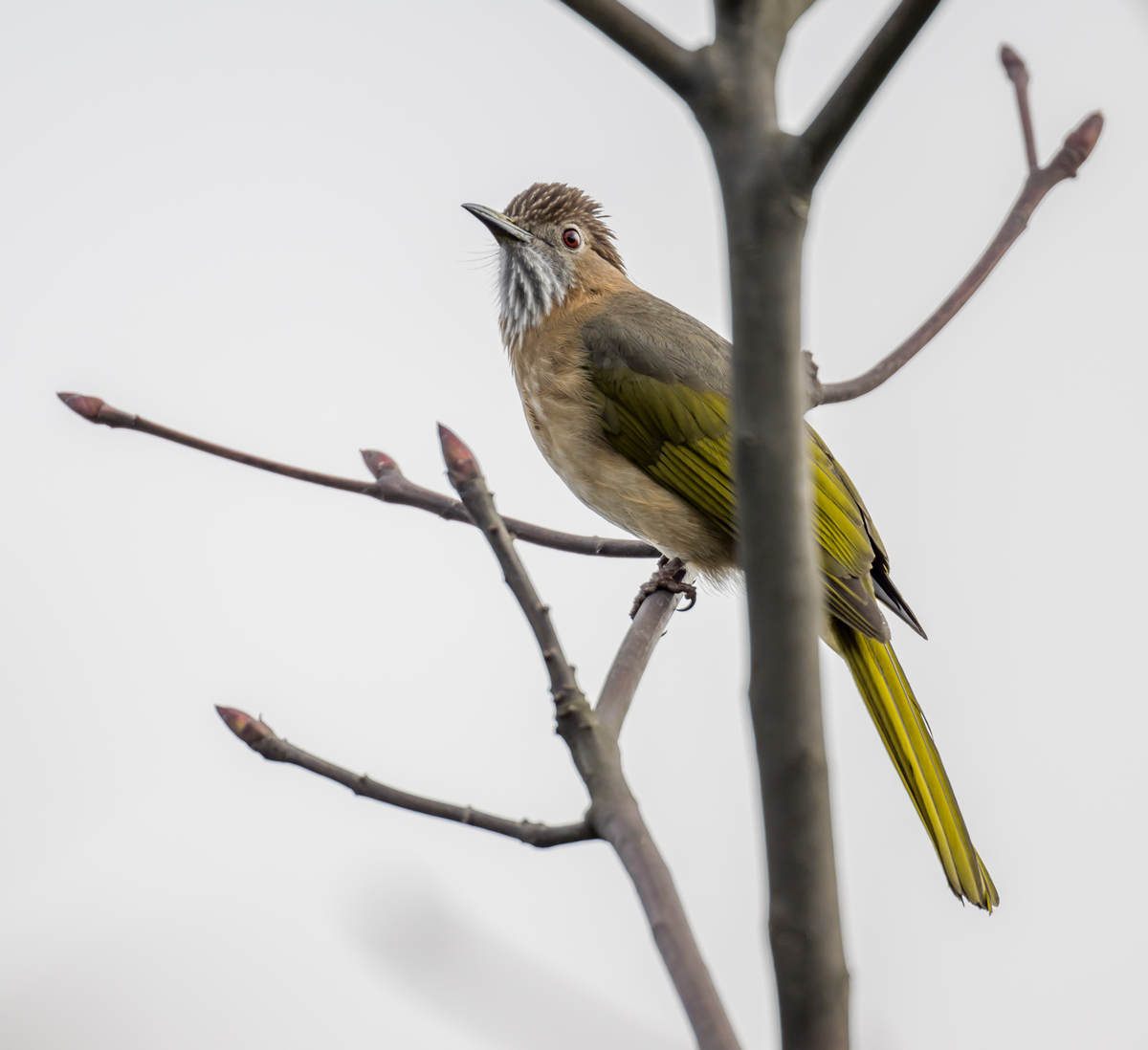 Birding Yibin, Sichuan - 10,000 Birds