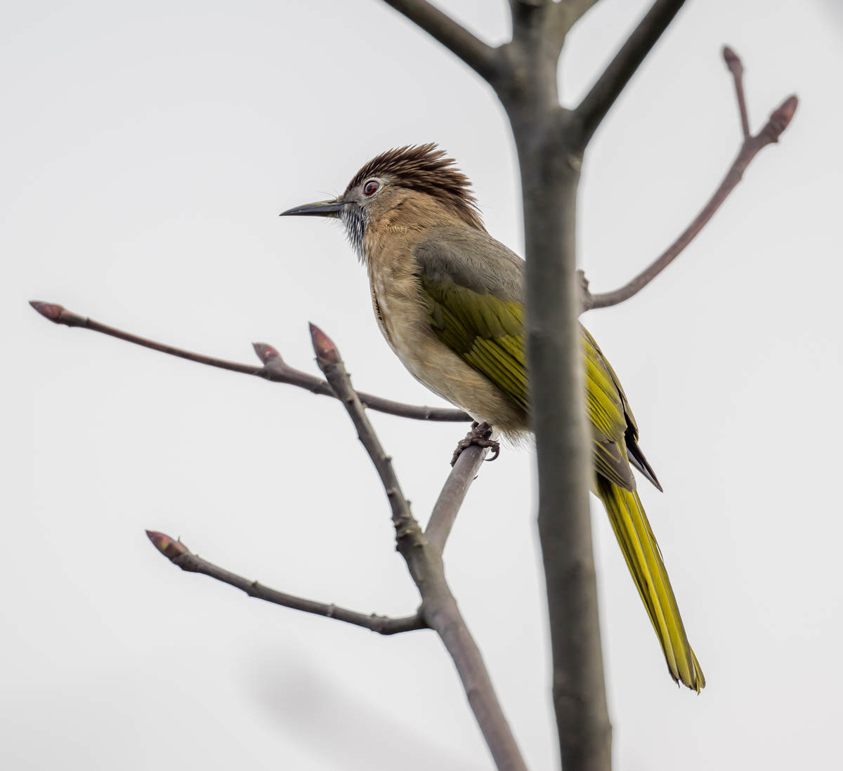 Birding Yibin, Sichuan - 10,000 Birds