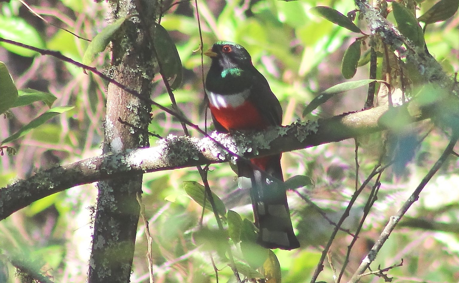 For the Love of Trogons - 10,000 Birds