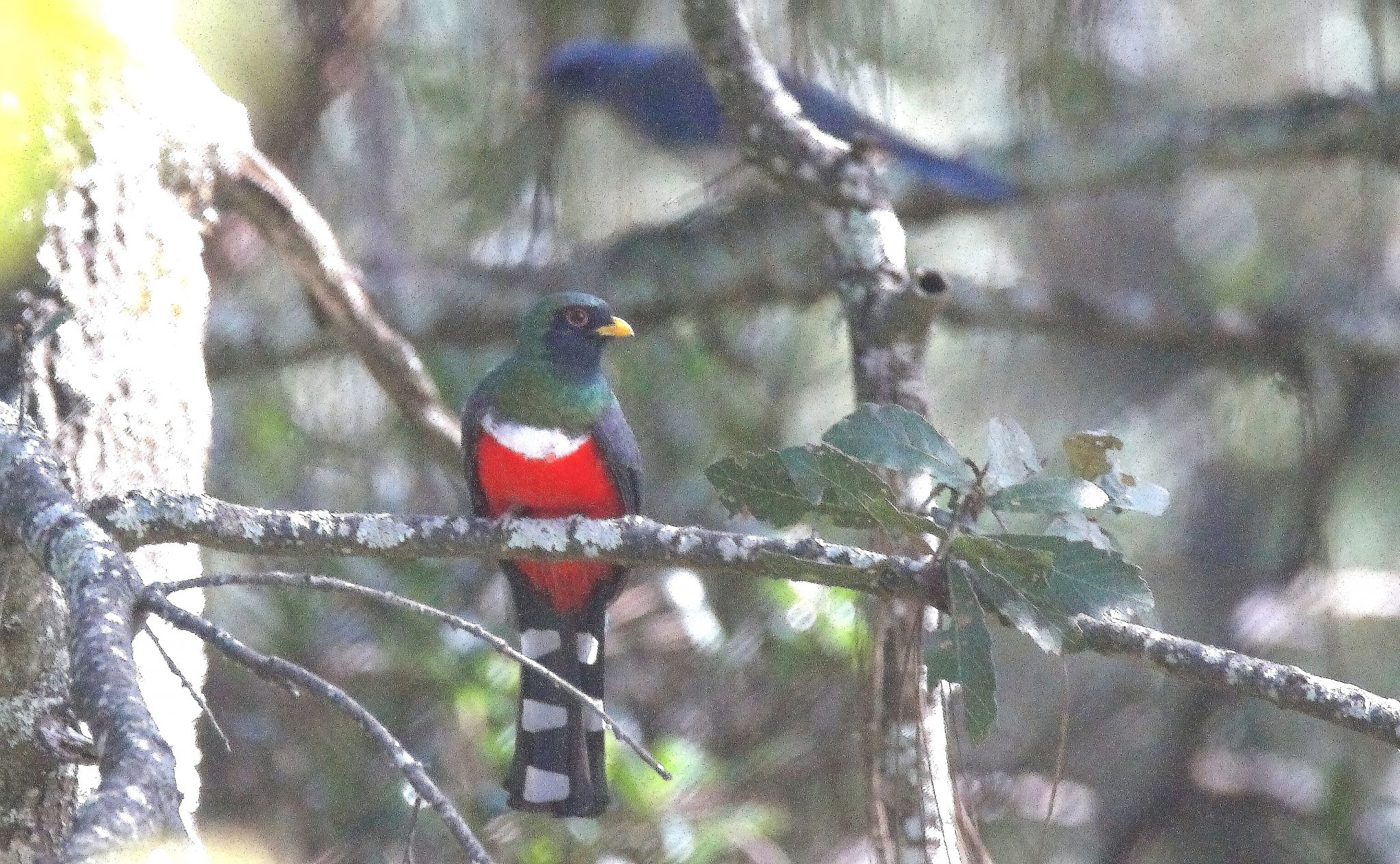 For the Love of Trogons - 10,000 Birds