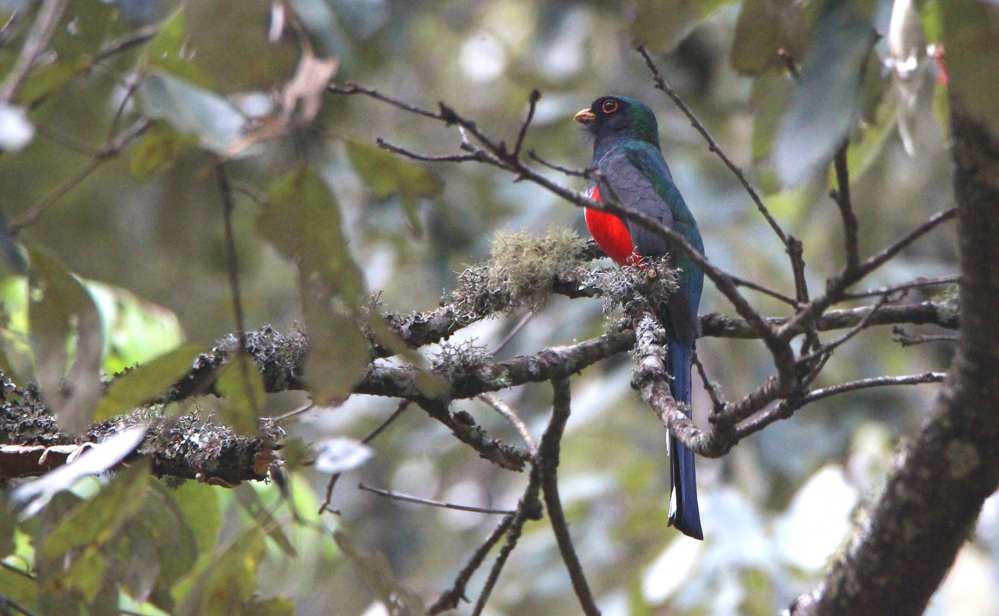 For the Love of Trogons - 10,000 Birds