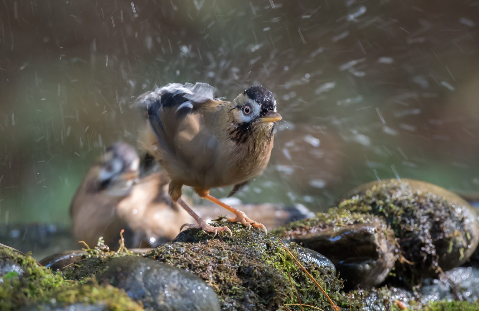 Wet Birds - 10,000 Birds