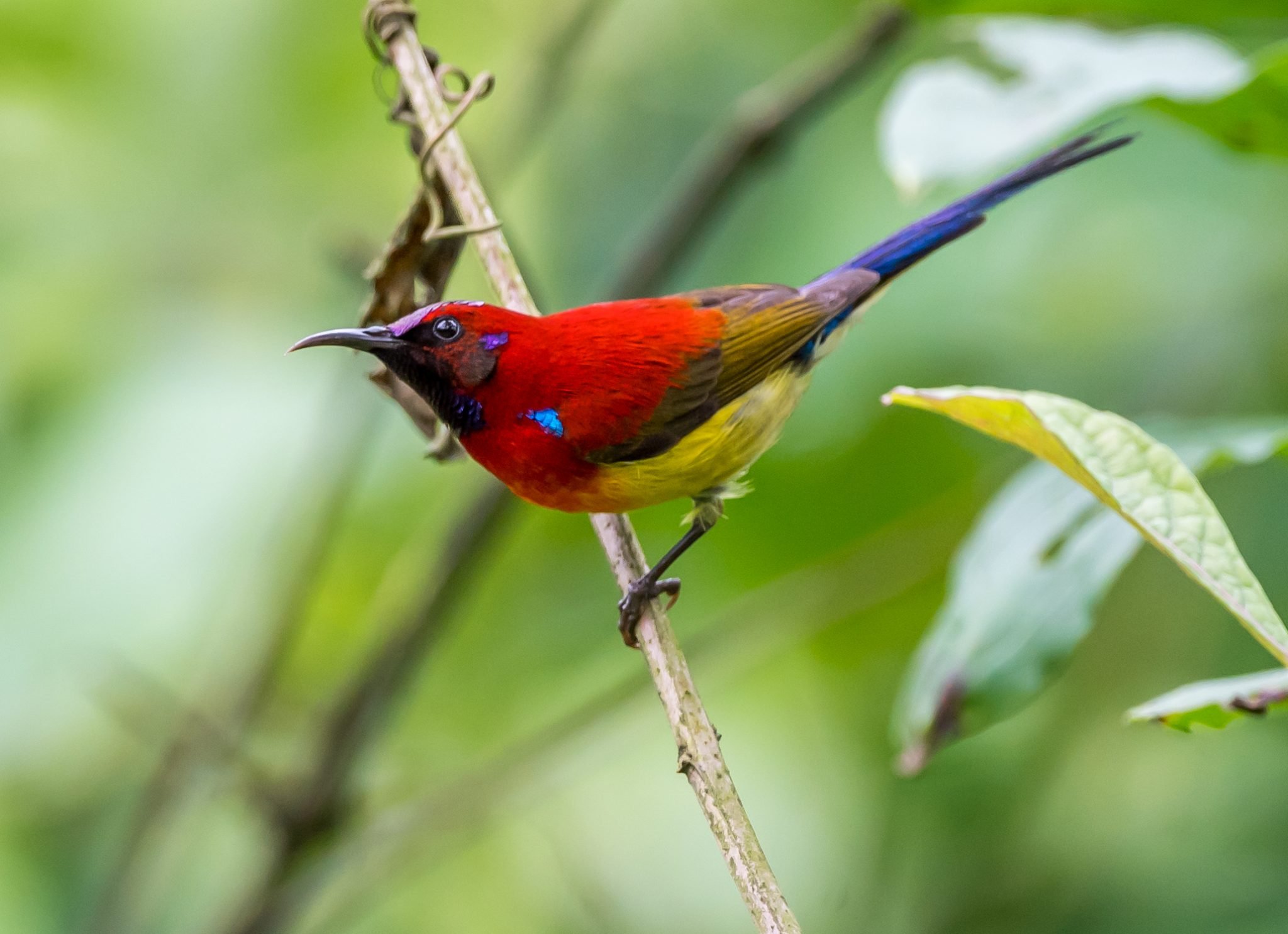 Birding Gonggangling and Dujiangyan, Sichuan, China - 10,000 Birds