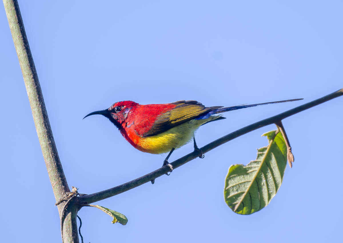 Birding Tongbiguan, Yunnan (part 2) - 10,000 Birds