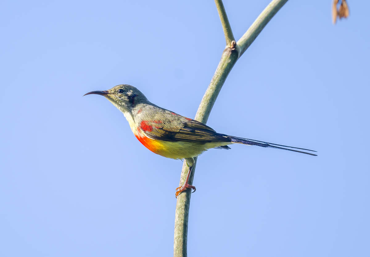 Birding Tongbiguan, Yunnan (part 2) - 10,000 Birds