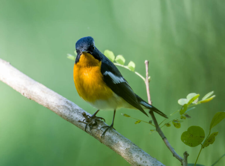 Mango loving birds - 10,000 Birds